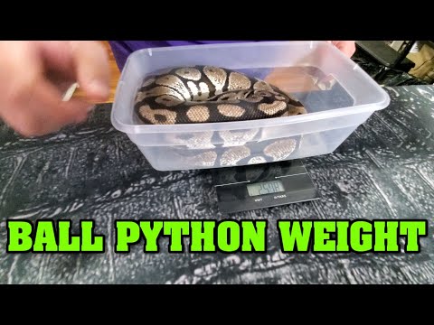 How big should my ball python be?? We show weights at different ages!