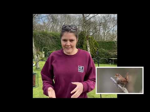 Bird Song Identification - Episode 5: Wren