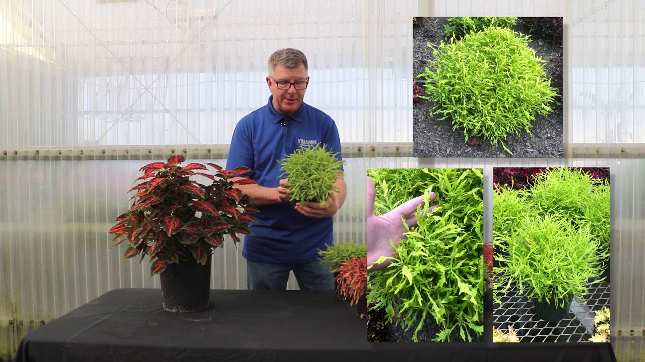 TERRA NOVA® Nurseries, Inc. - Coleus