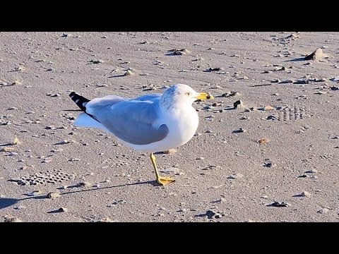 One Legged Larry