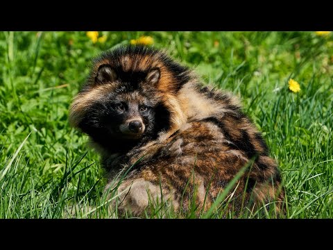 Raccoon Dogs as Pets: Exploring the 10 Pros and Cons🦝🦝🦝