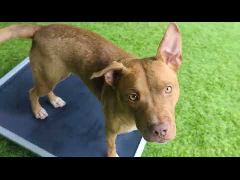 Play time with shelter dogs