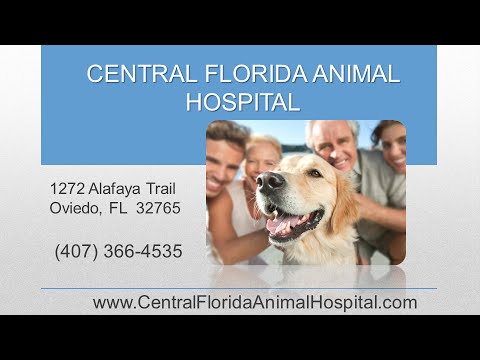 Central Florida Animal Hospital REVIEWS - Oviedo FL Veterinarian
