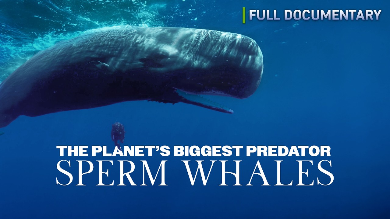 Meeting The Biggest Predator on the Planet: The Sperm Whale
