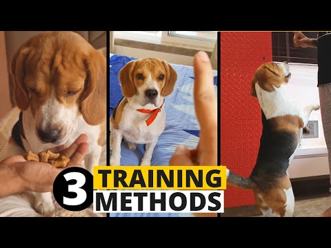 3 Types of Dog Training: Which Method Is Best for Your Dog?