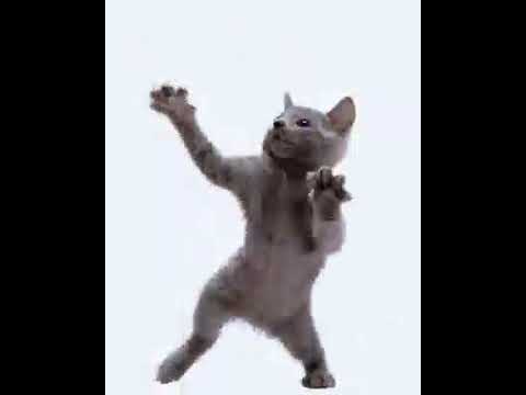 Cat dancing Funny Gif [NCG]