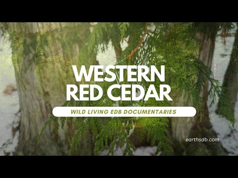 Western Red Cedar Short Documentary