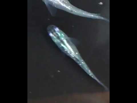 (Video) Medaka „Green light“ Variante Mai 2020 | medaka projekt メダカプロジェクト