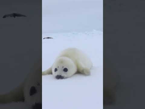 Baby Seal