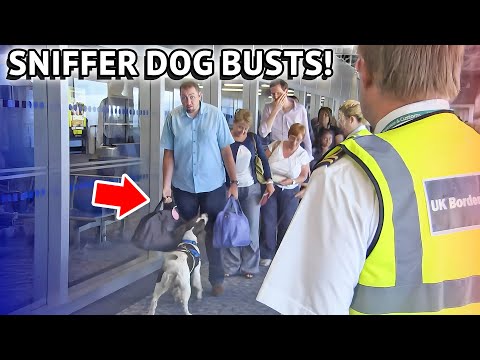 Sniffer Dogs vs. Smugglers: Dramatic Airport Showdowns