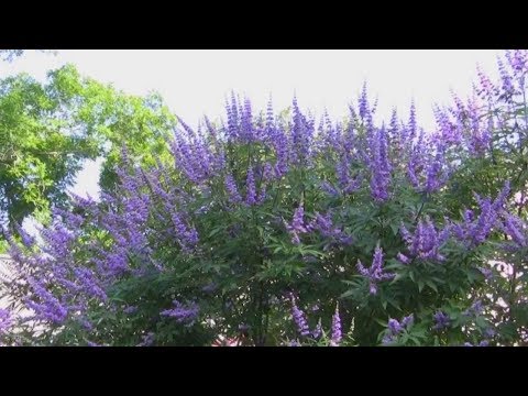 Why You Need this Plant in Your Yard!