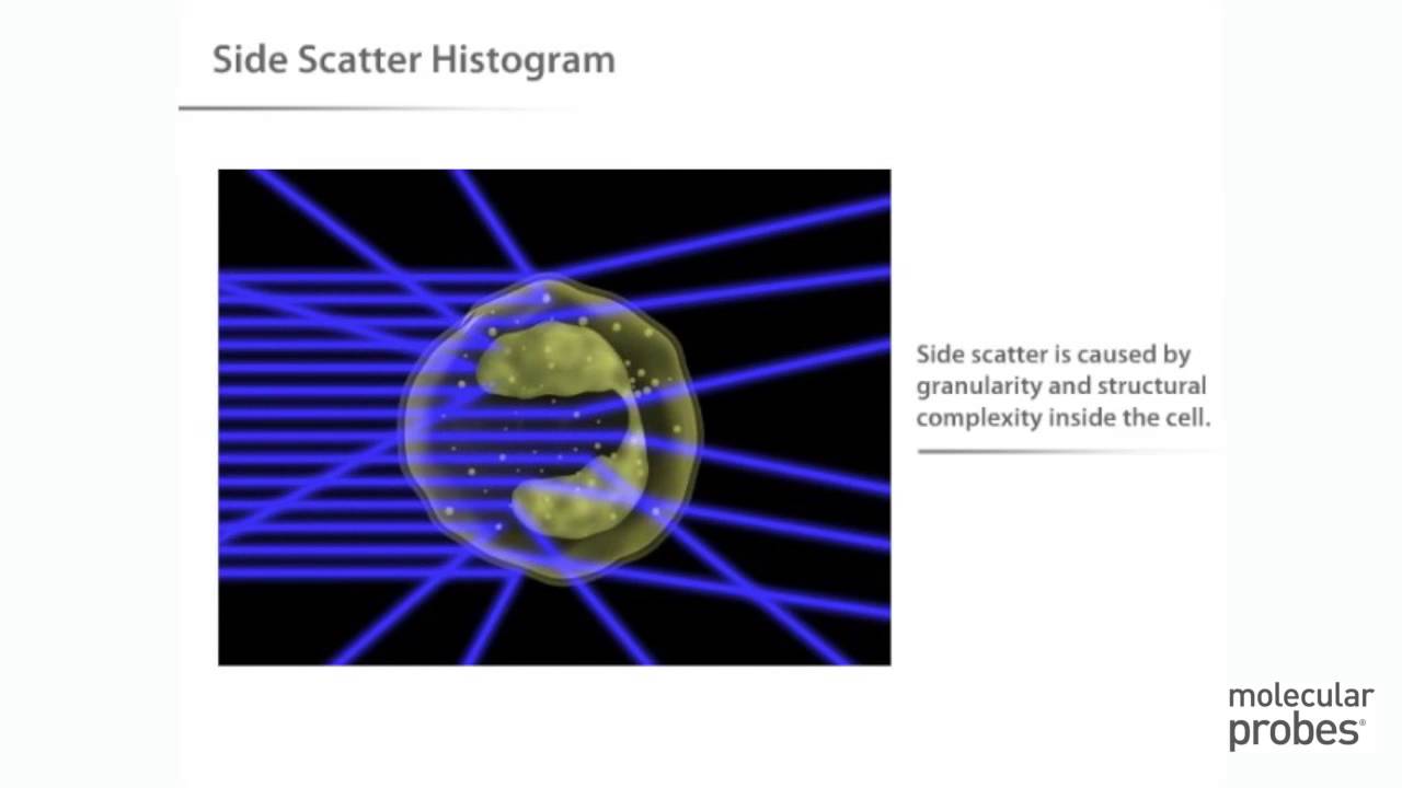 Molecular Probes Tutorial Series—Introduction to Flow Cytometry