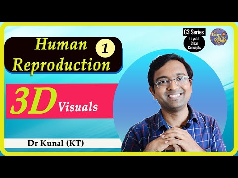 Human reproduction I Lec 1 I Class 12 NEET Biology I Dr Kunal (KT)