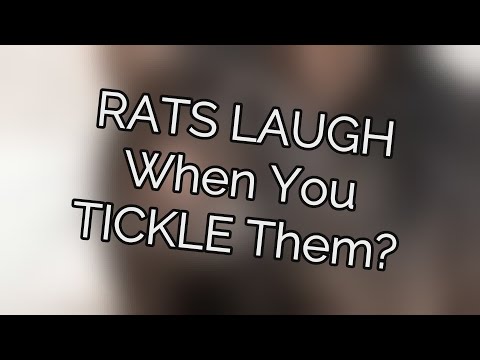 Rats laugh when you tickle them? | Odd Facts – Ministry of Facts