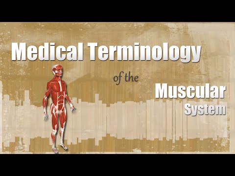 Medical Terminology of the Muscular System