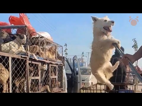 Hundreds of Dogs saved from Asian Dog Meat Market