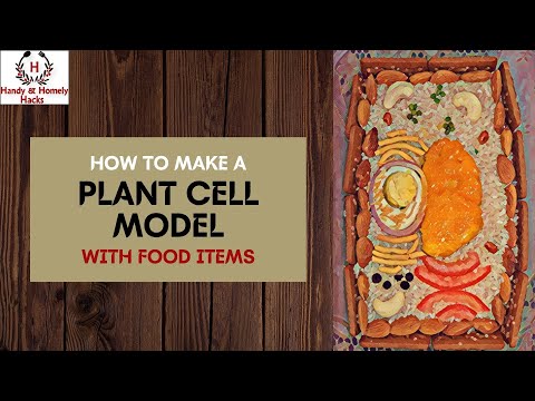 How to make a plant cell model using food items!