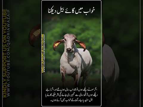 Khawab me Gaye Bail Dekhne ki Tabeer| Cow Dream Meanings #shorts #viral #youtubeshorts #reels #video