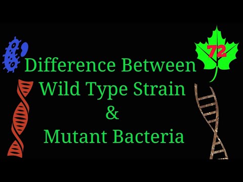 Difference Between Wild Type & Mutant Bacteria: Simplified for Students @EnteMicrobialWorld #yt