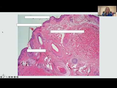 Intro to Dermatopathology