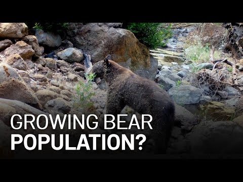 Can Bay Area Bear Its Growing Bear Population?