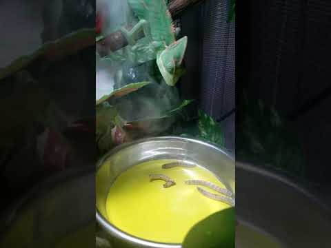 MARLEY THE ADORABLE VEILED CHAMELEON ATTACKS WITH DEADLY AIM #Shorts