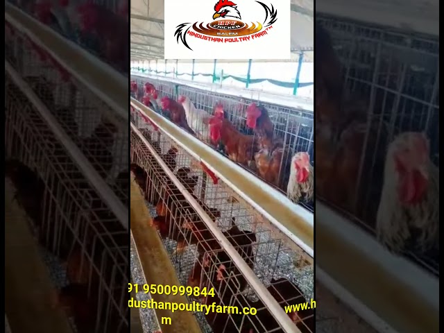 Kuroiler FFG Chicken - Ffg Kuroiler Chicken Trader - Wholesaler ...