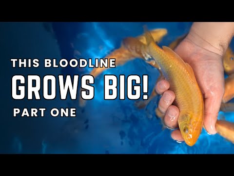 Selecting Karashigoi Koi with Jumbo Potential from Marudo | Part 01 | Raising Japanese Koi
