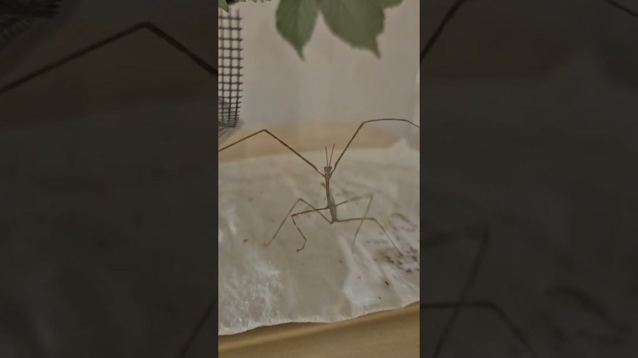 Awesome Dancing Blue Stick Insect (Ramulus Nematode)!