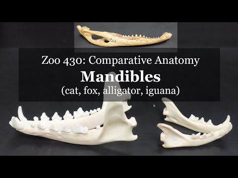 Osteology: Mandible (cat, fox, alligator, iguana)