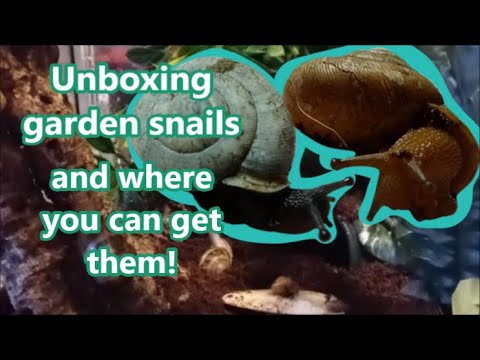 Where To Get Garden Snails + Unboxing!