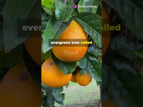 ๐ธ The Hidden History of the Word "Orange"! ๐ #facts #facts
