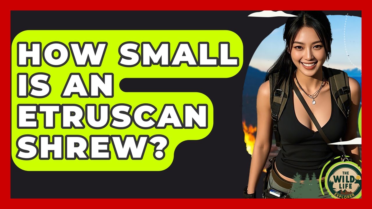 How Small Is An Etruscan Shrew? - The Wild Life Explorer
