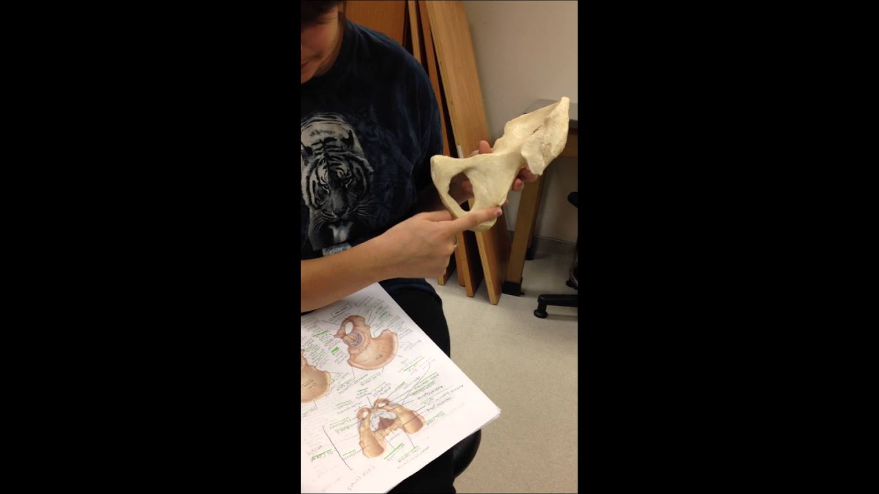 HO 6: Pelvic Girdle (Medial view)