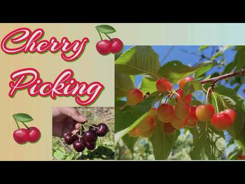 Best Place to go Cherry Picking in Salem Oregon,Olson Farm