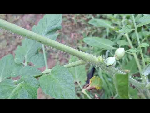 Tobacco Hornworm in our Tomatos!