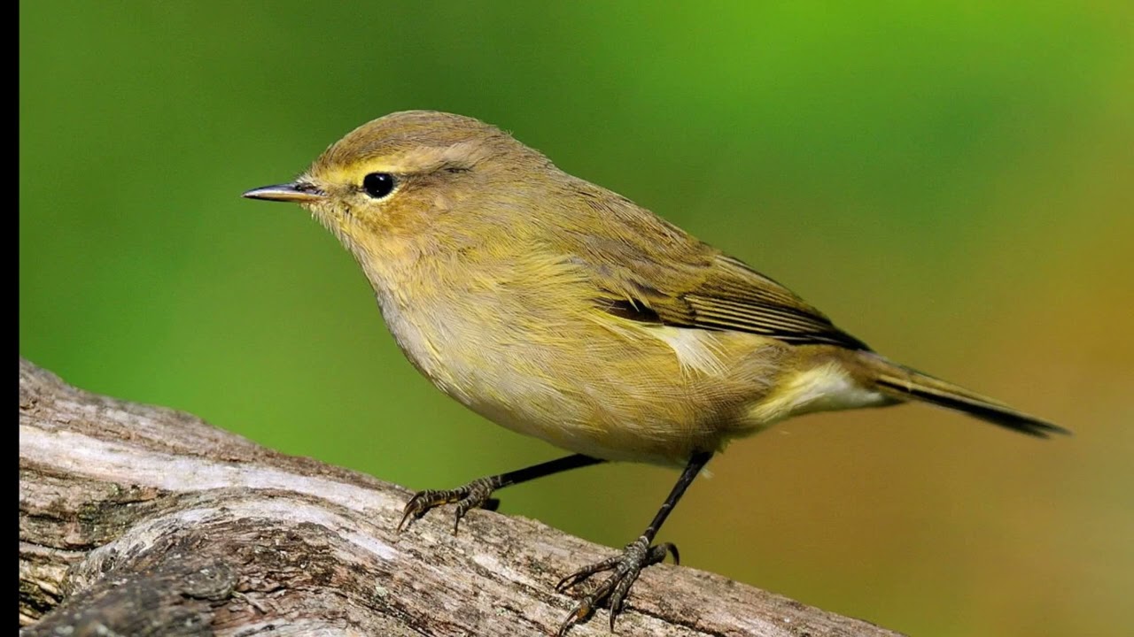 Phylloscopus trochilus