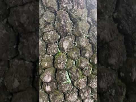 Hexagonal Tree Pattern