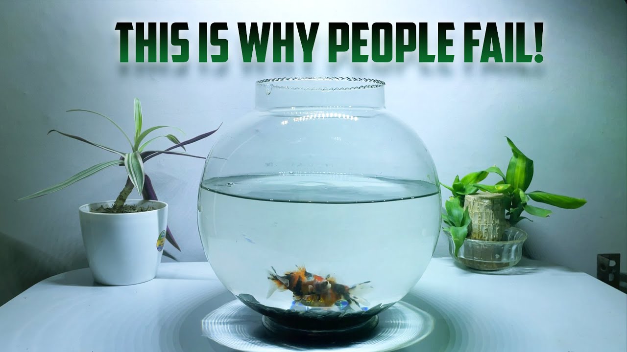 The Ultimate guide to keep Goldfish in a bowl Successfully