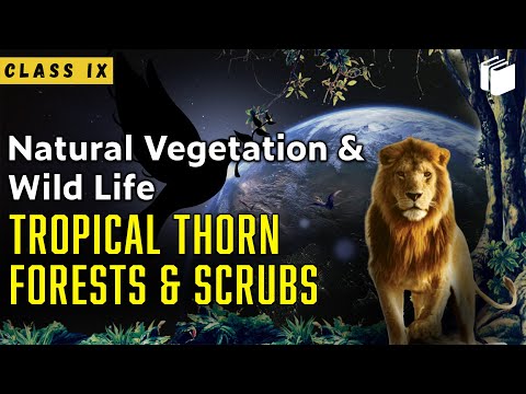 Tropical Thorn Forests | Natural Vegetation & Wildlife | Chapter 5 - Geography | Class 9 | PuStack