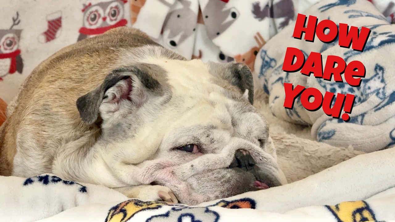 Reuben the Bulldog: Calling Him Out