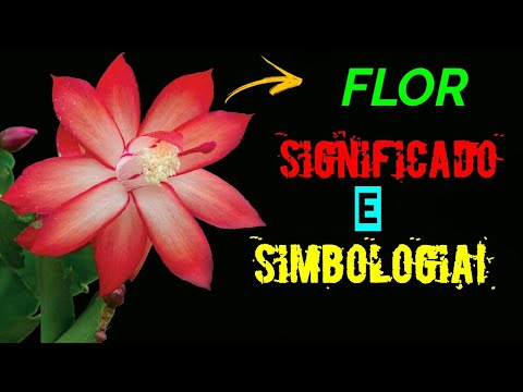 FLORES SIGNIFICADO E SIMBOLOGIA