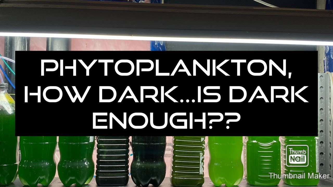 PHYTOPLANKTON HOW DARK IS DARK ENOUGH