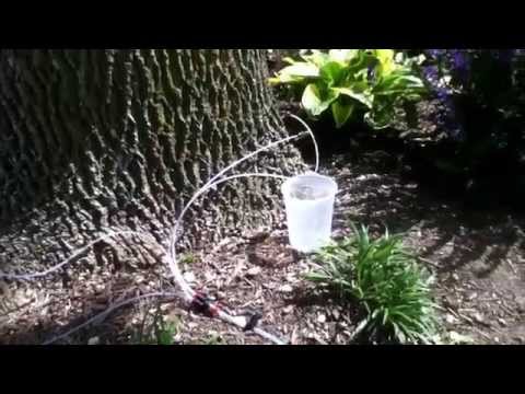 Trunk Injection - Emerald Ash Borer - Dublin