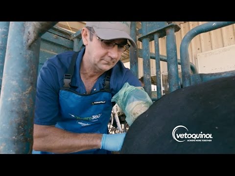 How an AI Technician Inseminates a Cow
