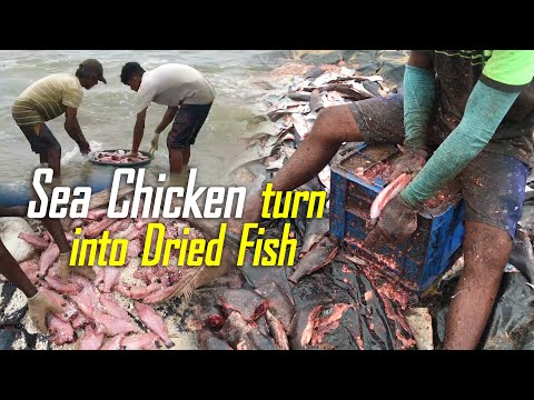 Sea Chicken Turn Into Dried Fish | Fishing Life in Sri Lanka - EP 02