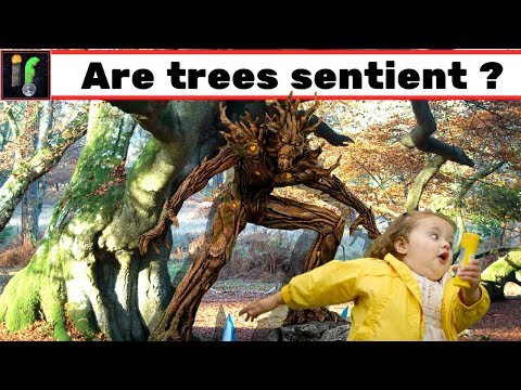 DO YOU BELIEVE IN THINKING TREES? Ents tree like humanoids!!