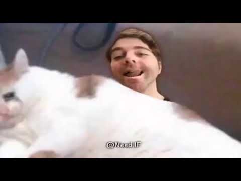 Shane vs Cat DELETED MEME - Pewdiepie Shane Dawson - Possible Seizure warning