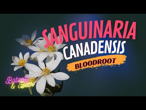 Sanguinaria canadensis (Bloodroot) - Plant Profile