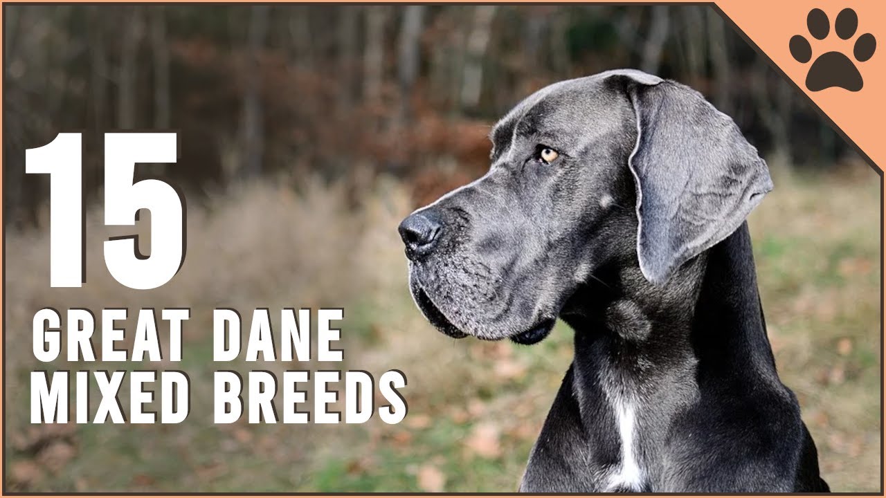Top 15 great Dane Mix Breeds | Dog World
